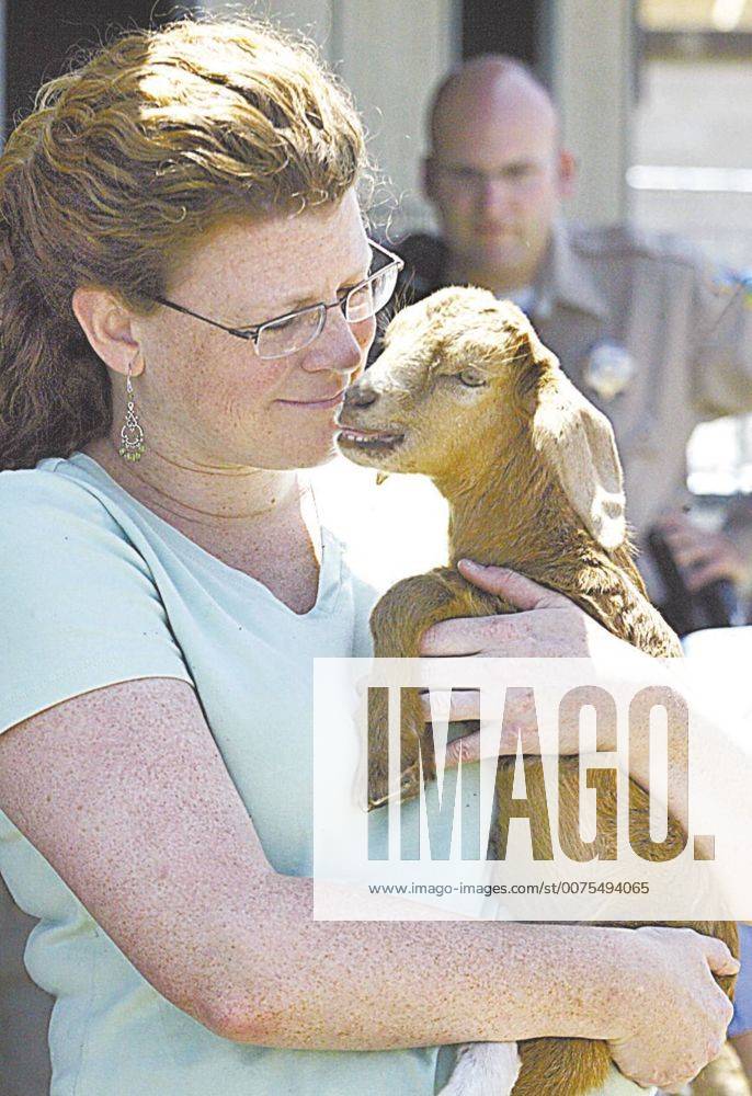 Dan Coyro Sentinel.Tricia Geisreiter cradles a month-old goat rescued ...