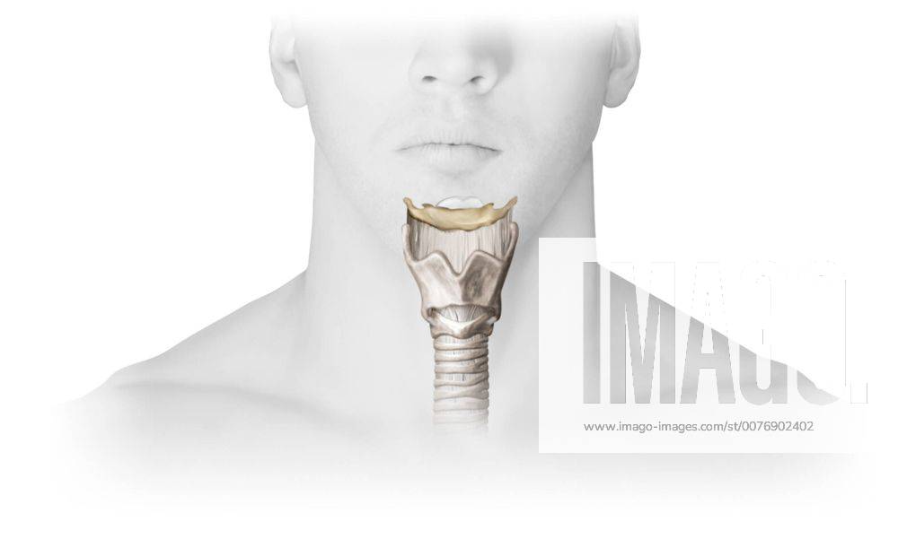Thyrohyoid Membrane Cadaver