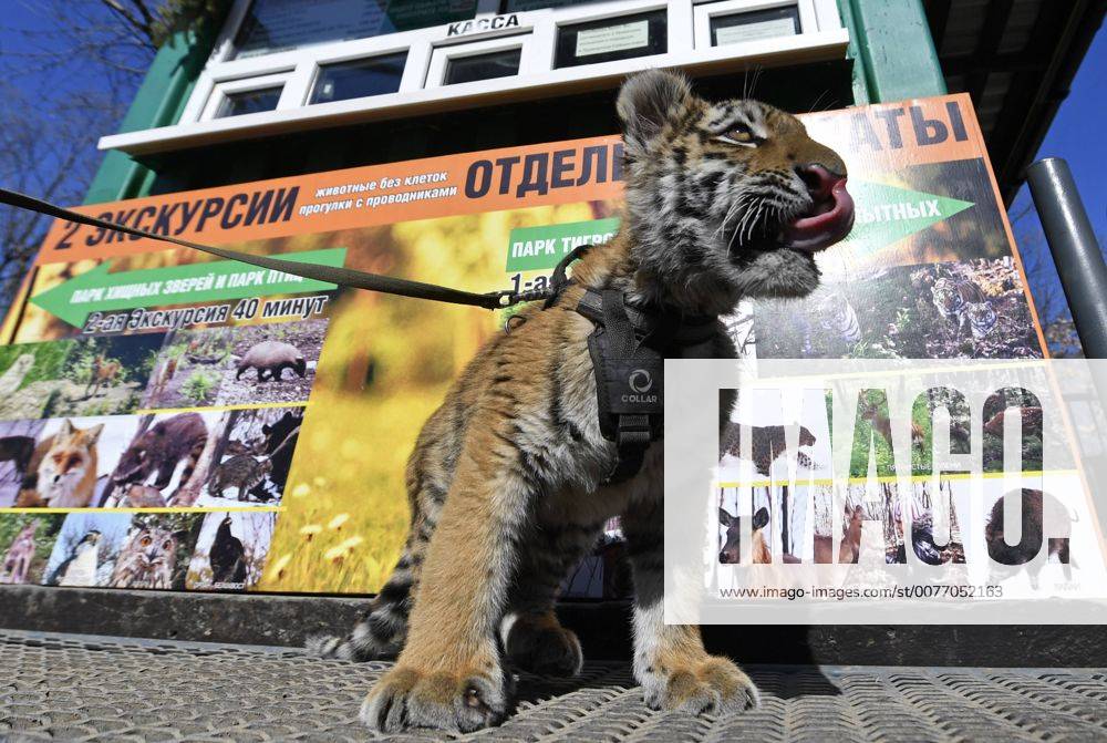 PRIMORYE TERRITORY, RUSSIA - : Walking a Siberian tiger cub, Sherkhan ...