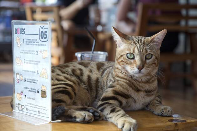 Thailand, Chiang Rai, 27-01-2017 The perfect coffee shop for cat lovers ...
