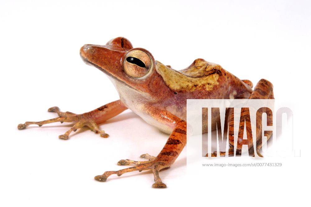 Schwarzfuss-Ruderfrosch, Schwarzfussruderfrosch, Ruderfrosch, Ruder ...