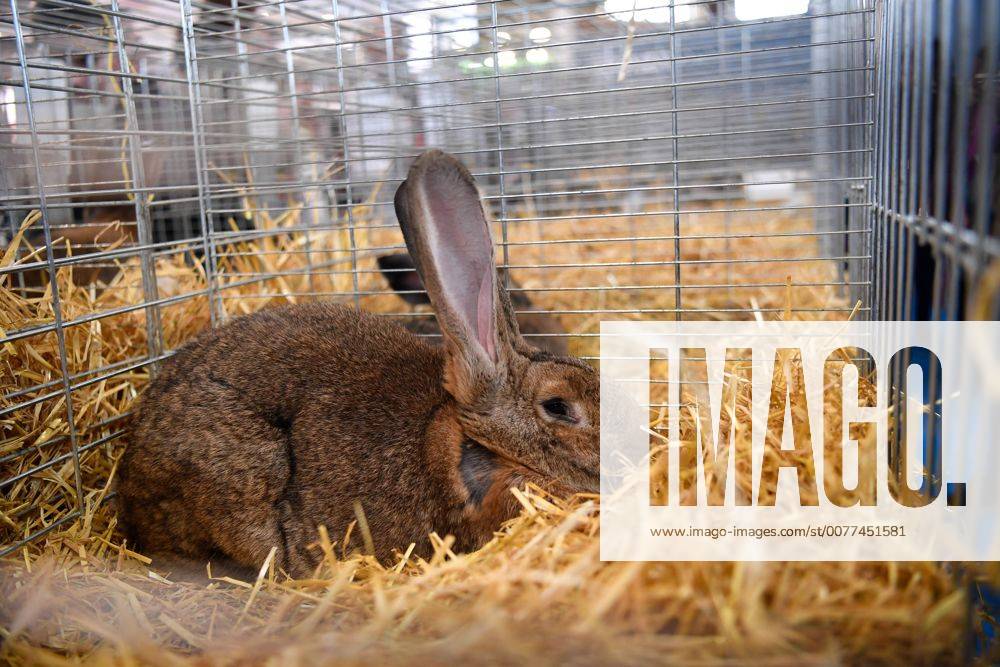 PARIS, Feb. 25, 2017 -- A rabbit is seen at the 2017 Paris ...