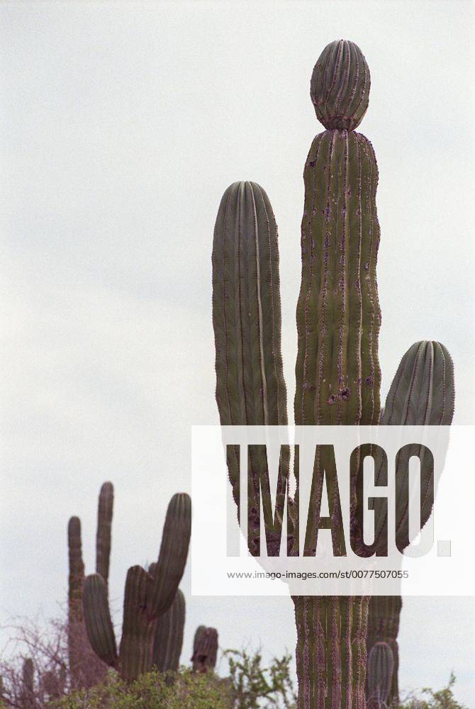 No. 7 cactus credit: The cardon, native to the Baja peninsula ...