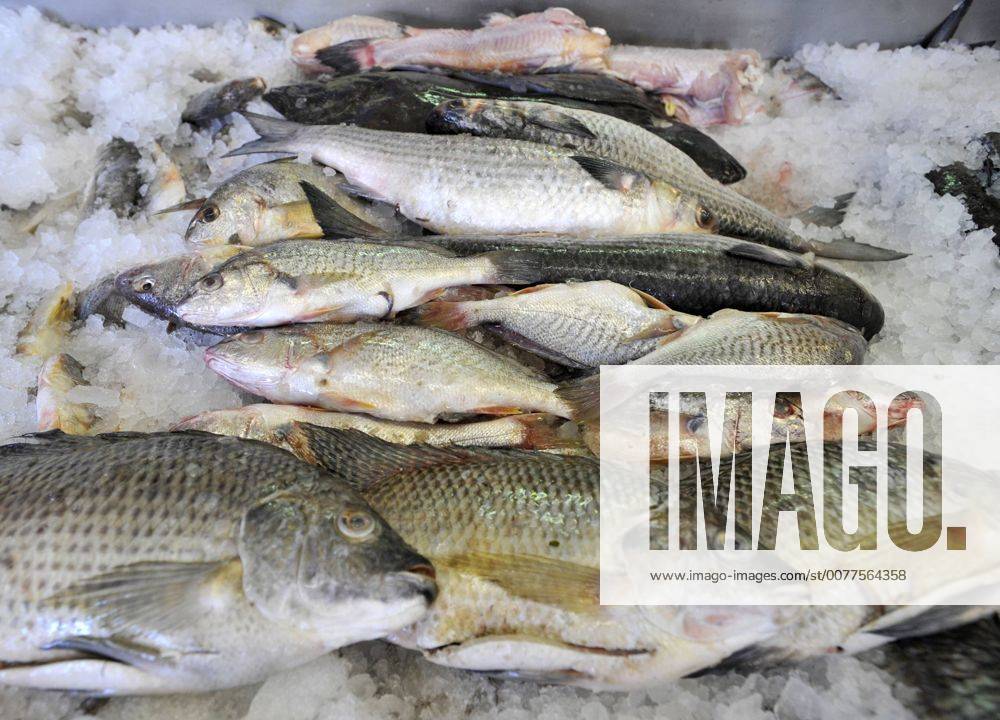 Nov. 04, 2009 - Augusta, Georgia, U.S. - Some of the fish you can find ...