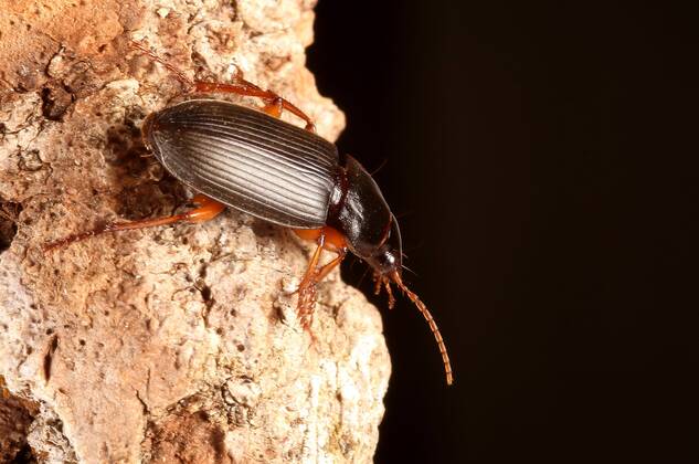 Käfer Laufkäfer Carabidae Harpalus rufipes Behaarter ...