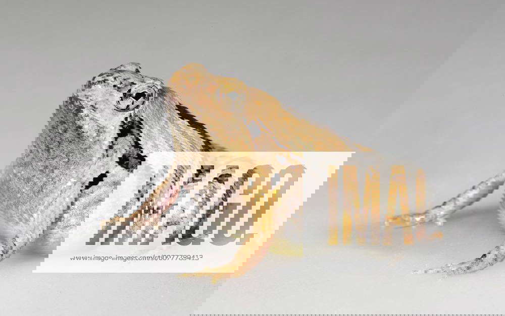 Butlers Engmaulfrosch (Microhyla butleri), Seitenansicht Butler s ...