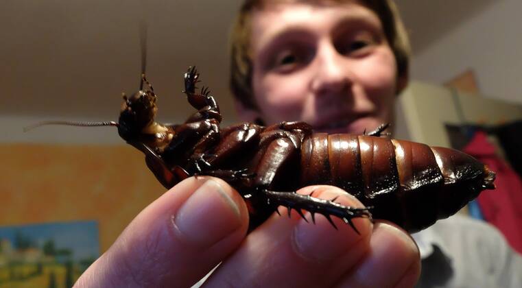 Breeder Milos Marek shows the Giant Burrowing Cockroach, Macropanesthia ...