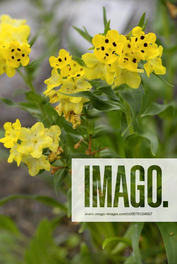 Prophetenblume, Propheten-Blume, bluehend Prophet-flower, blooming