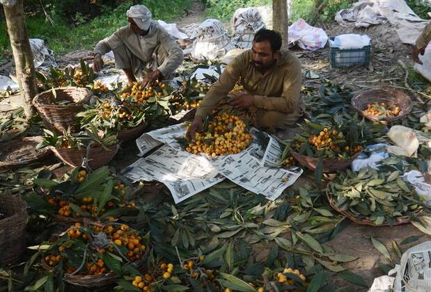 Lahore: Pakistani farmers busy collecting loquat Pakistani farmers busy ...