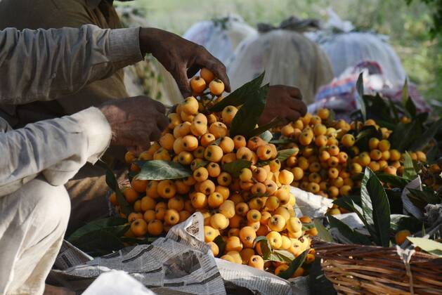 Lahore: Pakistani farmers busy collecting loquat Pakistani farmers busy ...