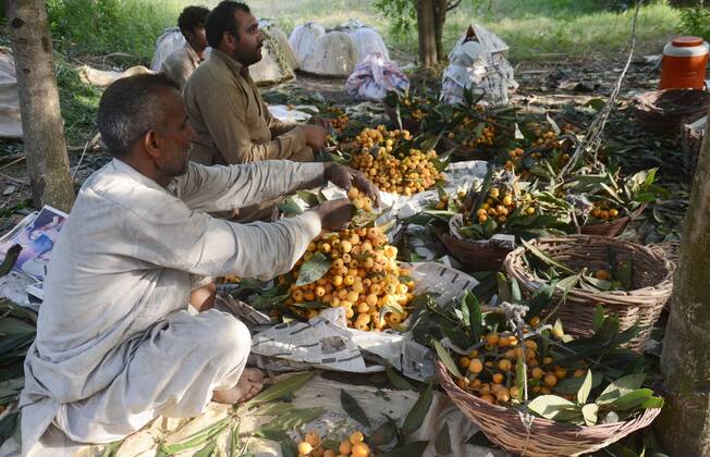 Lahore: Pakistani farmers busy collecting loquat Pakistani farmers busy ...