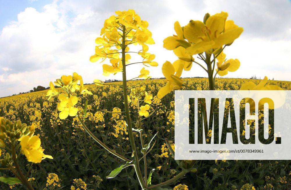 27.04.2017 Raps Rapsanbau Landwirtschaft Rapsöl Rapsblüte blühender ...
