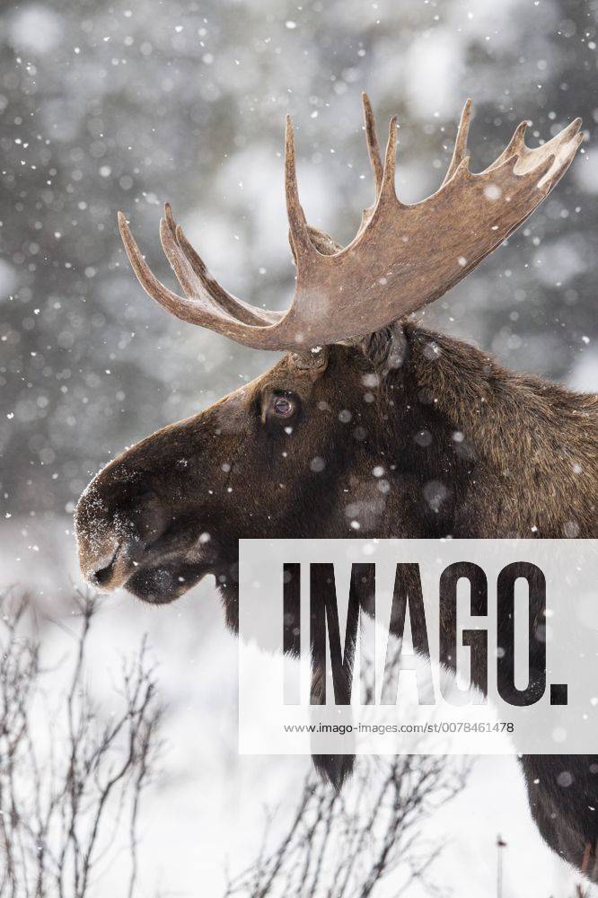 Bull moose portrait, Banff National Park, Alberta, Canada acp