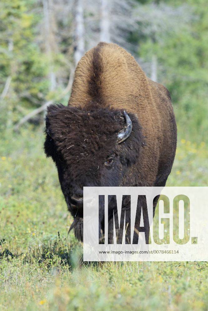 Bison bull, Northwest Territories, Wood Buffalo National Park, Canada acp