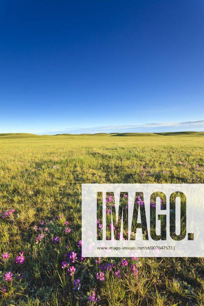 Shortgrass prairie and wildflowers at sunrise just outside of ...