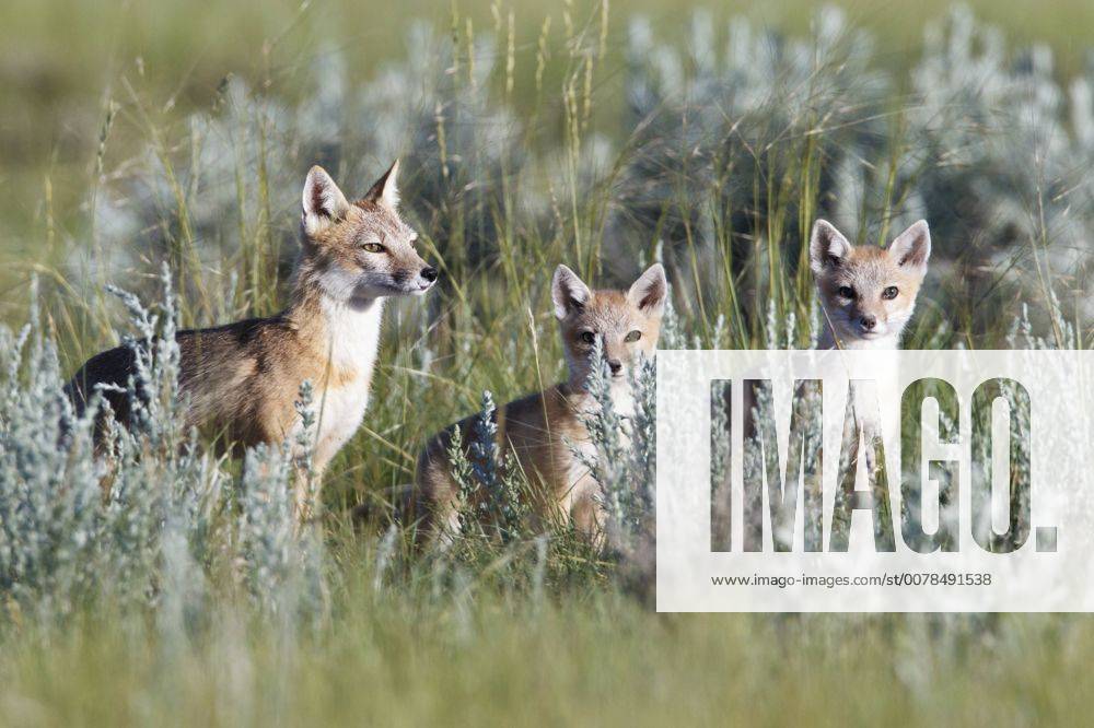 Wild swift fox family on the Canadian Prairies. Swift fox are an ...