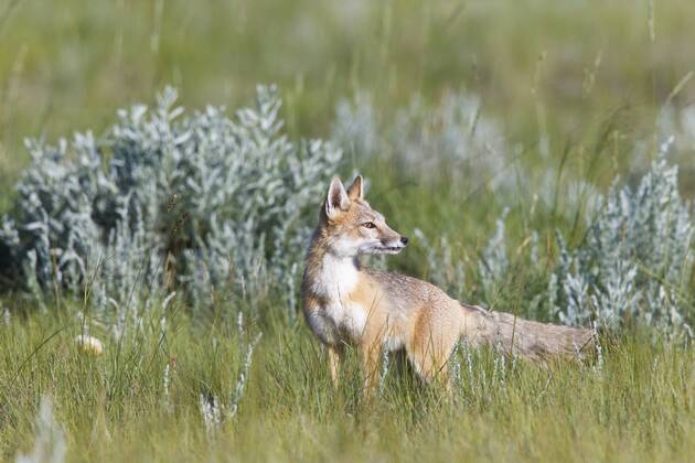 Wild adult swift fox on the Canadian Prairies. Swift fox are an ...