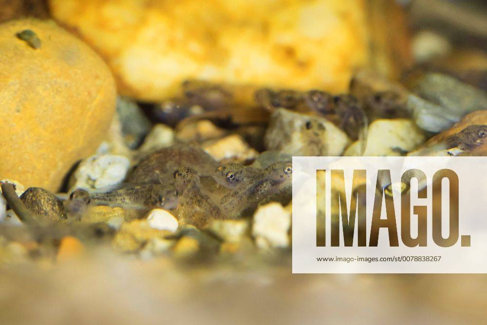 Groppe, Koppe, West-Groppe, Westgroppe, Kaulkopf, Muehlkoppe (Cottus ...