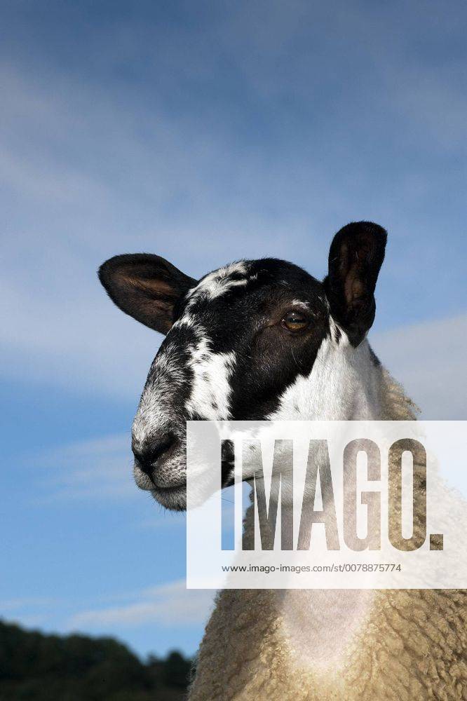 Mule gimmer lambs grazing in pasture. North Yorkshire ...