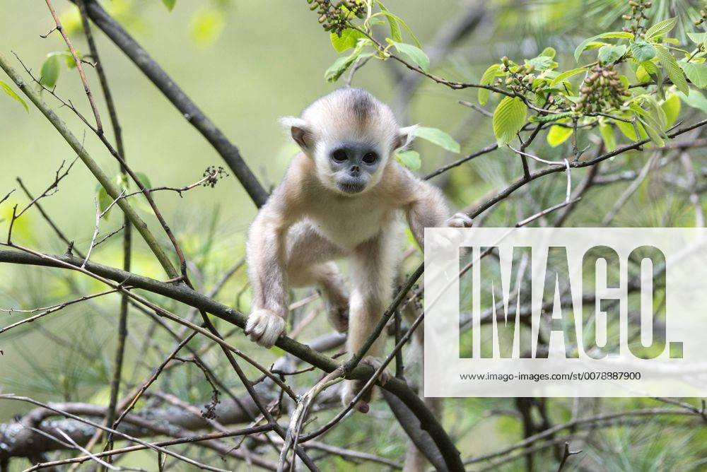BEIJING, A golden monkey is seen in the woods at Dalongtan Golden ...