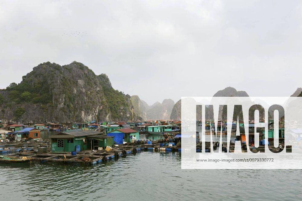 Schwimmendes Fischerdorf, Hafen von Ben Beo, Insel Cat Ba, Halong Bucht ...