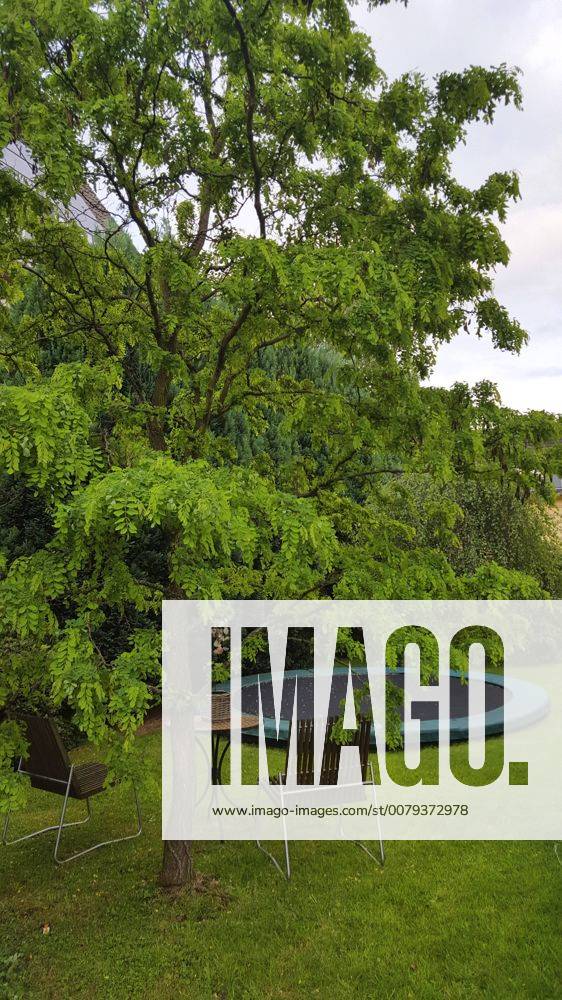 Korkenzieher-Robinie, Korkenzieherrobinie, Falsche Akazie, Robinie ...