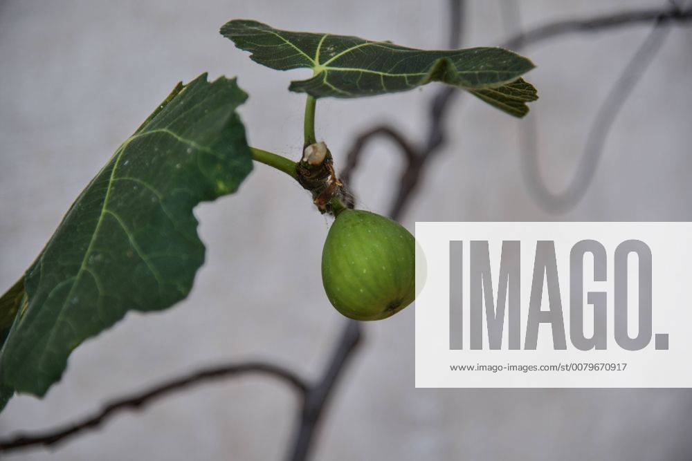 Artaki, Greece - Common fig in Artaki, on Euboea, Greece on Artaki ...