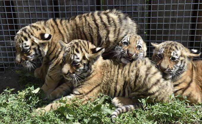 Four young tigers are seen in their enclosure in Hodonin, Czech ...