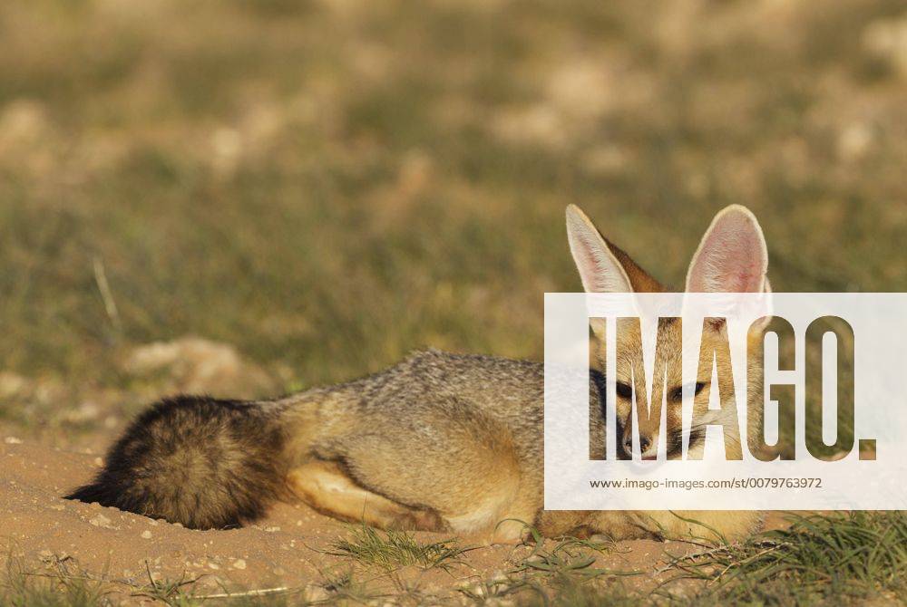 Kapfuchs (Vulpes Chama), ruht an seinem Bau, Porträt, Kalahari Wüste ...