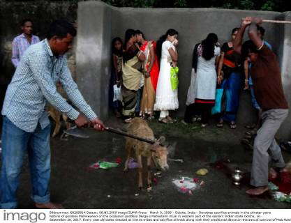 Odisha, India - Devotees sacrifice animals in the chhatar yatra ...