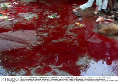 Odisha, India - Devotees sacrifice animals in the chhatar yatra ...