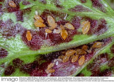 Johannisbeerblasenlaus, Johannisbeer-Blasenlaus (Cryptomyzus ribis), an ...