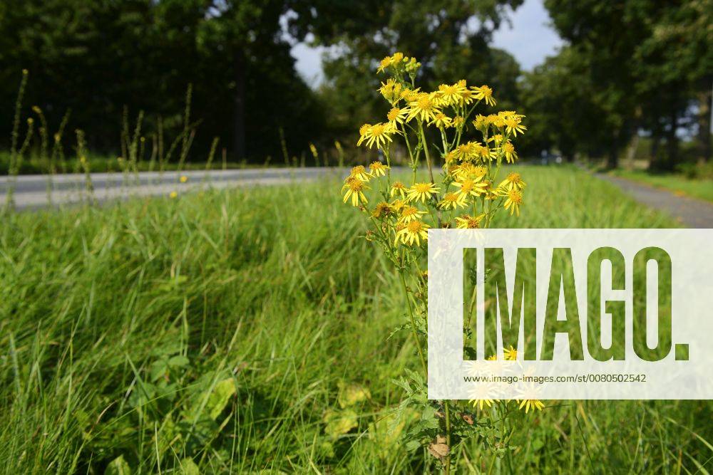 Jacob u0026 39;s Cross cabbage Jakobsgreiskraut jacobaea