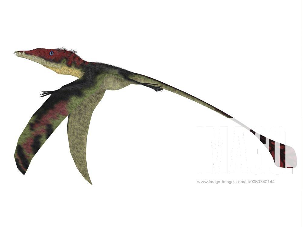Eudimorphodon side profile The carnivorous Eudimorphodon was a ...