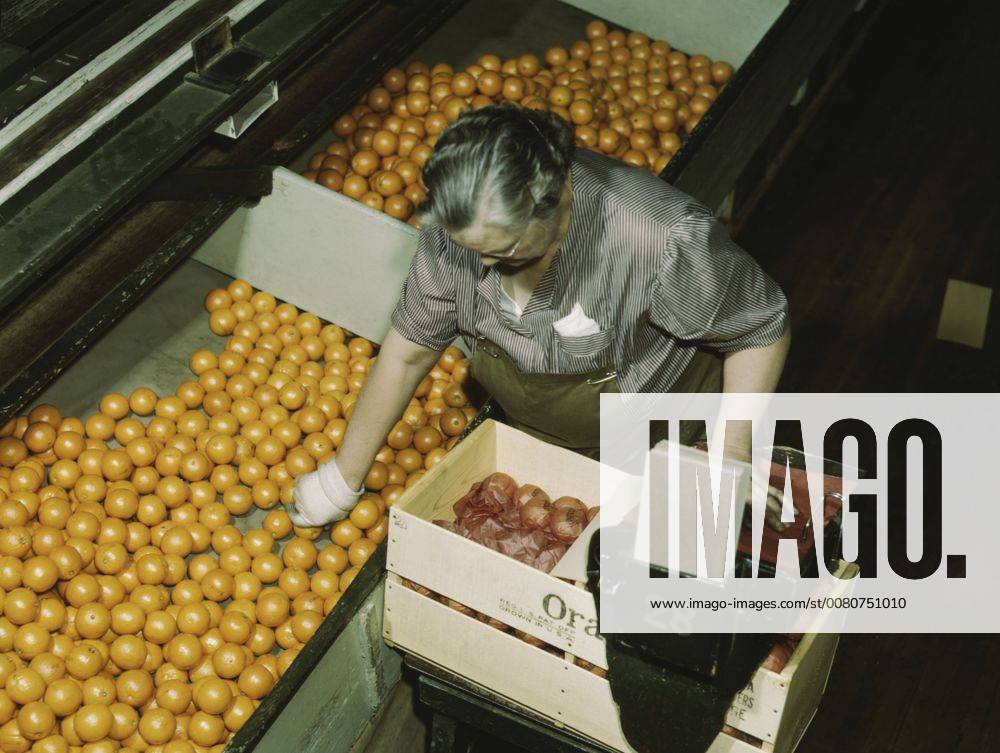 March 1943 - Packing oranges at a co-op orange packing plant, Redlands
