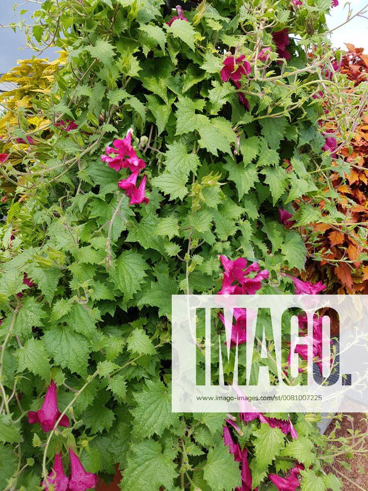 Lophospermum erubescens Lofos Wine Red Climbing plant Lophospermum ...