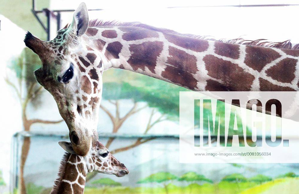 KALININGRAD, RUSSIA – NOVEMBER 30, 2017: Giraffe called Iva with her newborn calf in an enclosure