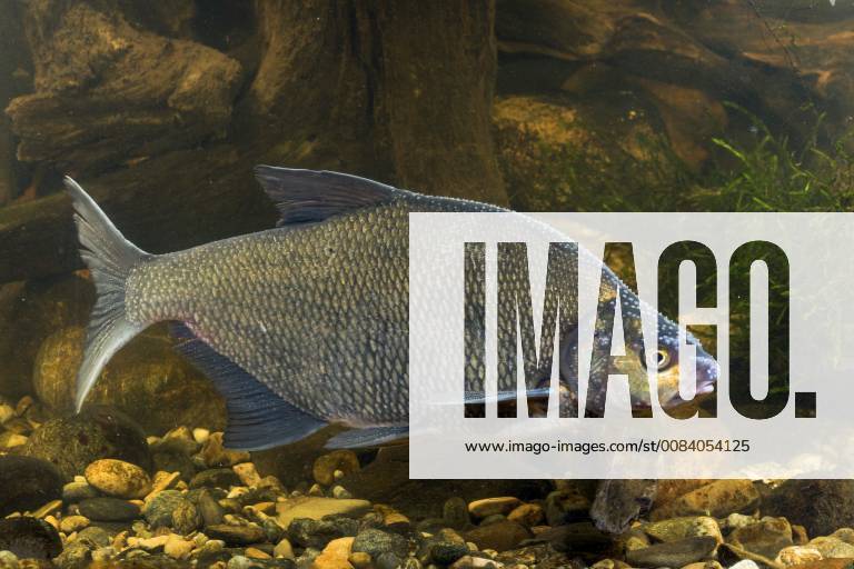 Blei, Brachsen, Brassen, Brasse, Bresen, Brachsme (Abramis brama ...