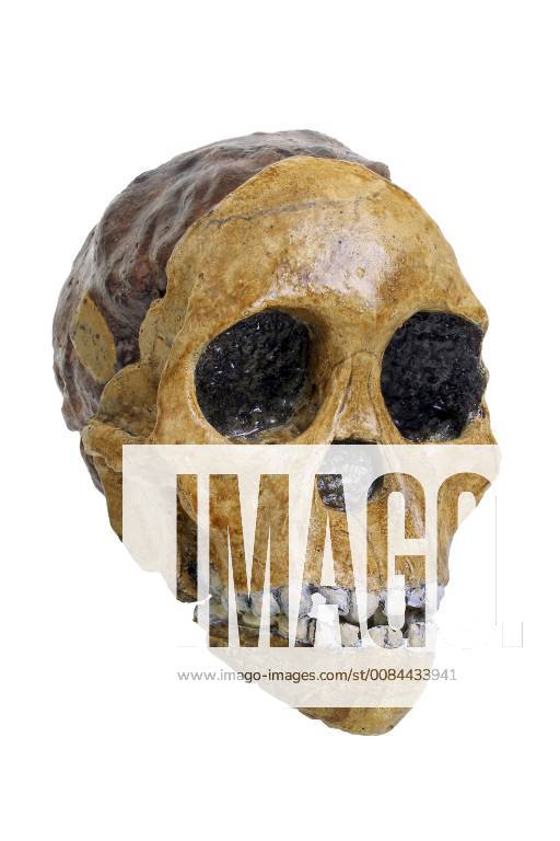 Australopithecus Africanus Taung Child