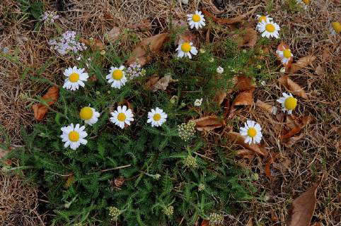 Copenhagen Denmark 18JULY 2018_ Daisy flowers in nature in danish ...