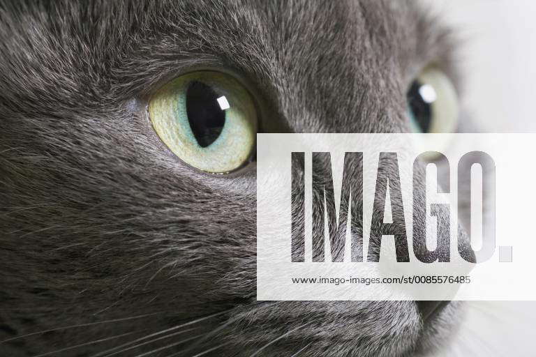 A domestic cat, extreme close-up