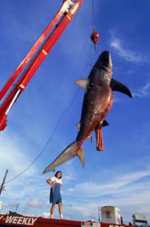 A 438 pound Bull Shark caught at the Alabama Deep Sea Fishing Rodeo ...