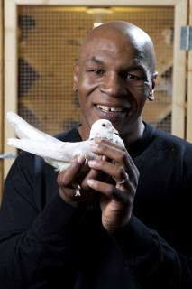 Mike Tyson at home in Las Vegas with his racing pigeons, Tyson s Las ...