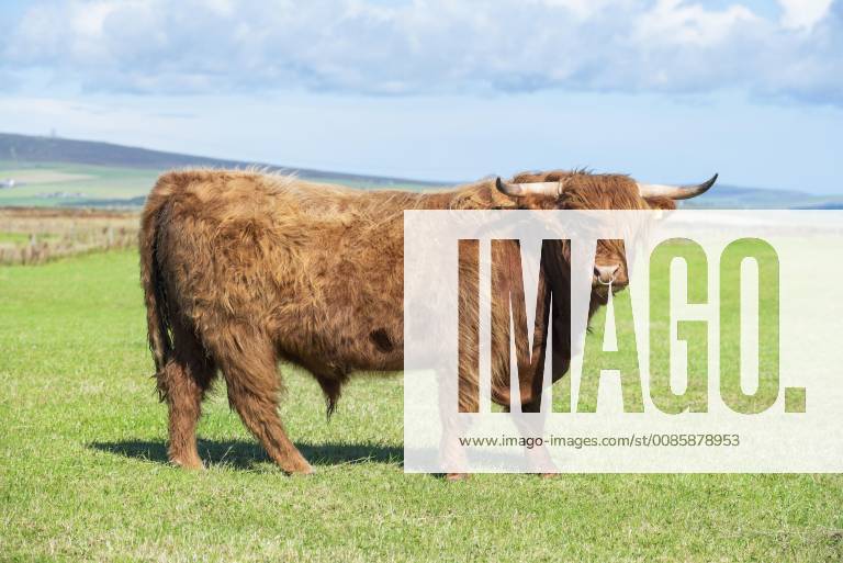 Scottish highland cattle Bos taurus bull in a pasture Orkney islands ...