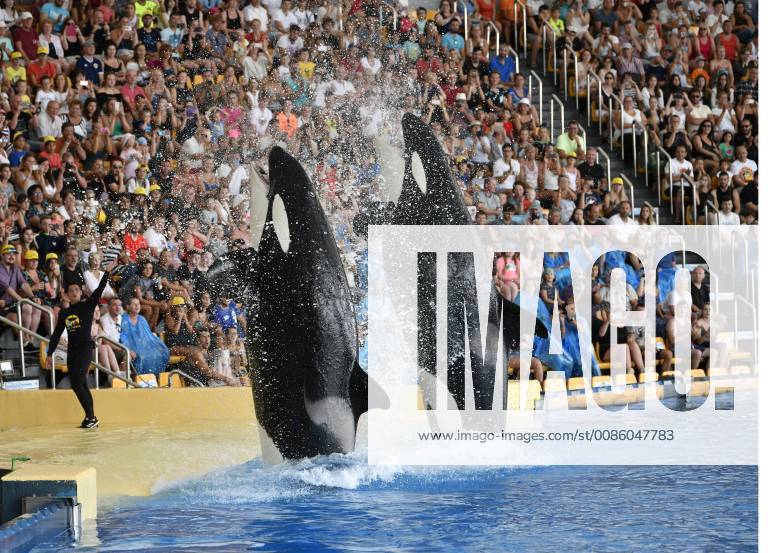 Two orcas squirt viewers wet Orca show orca Orcinus orca captive ...