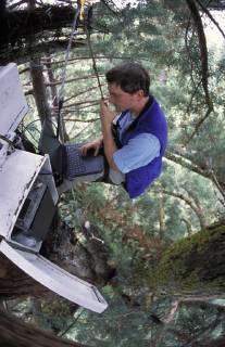 Steve Sillet enters data into his computer while conducting research in ...