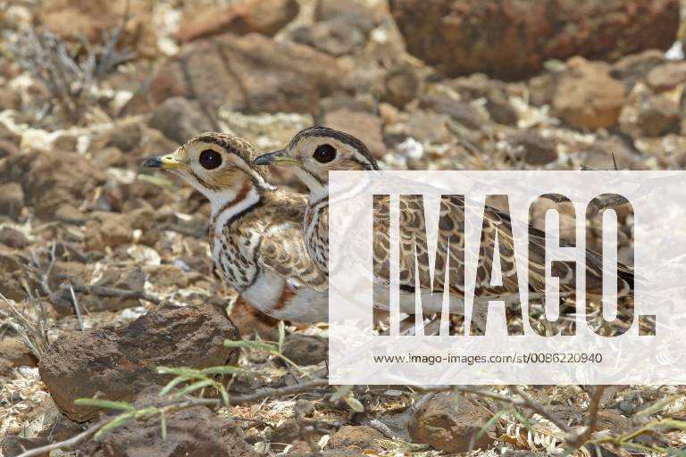 Tie-tailed bird Rhinoptilus cinctus Baringo Lake Kenya