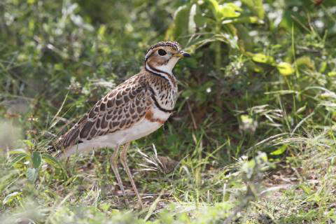 Tie-tailed bird Rhinoptilus cinctus Baringo Lake Kenya