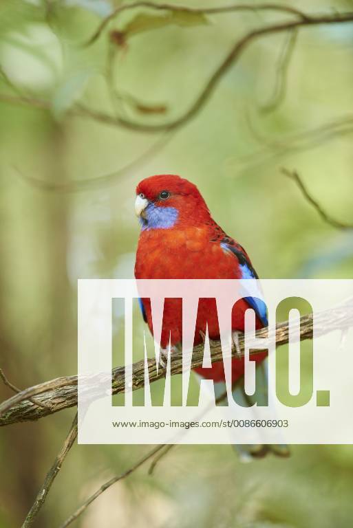 Pennant Parakeet Platycercus elegans sitting on a branch Dandenong ...
