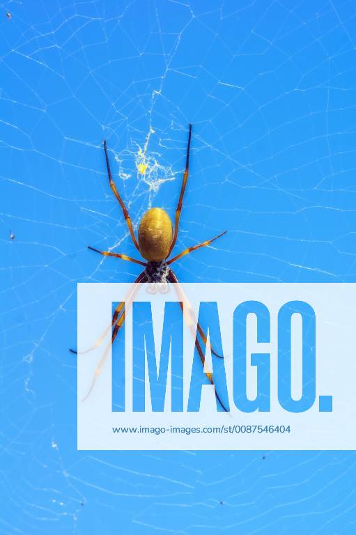 Silk spider Nephila lurks in the spiders web Mystery Island Vanuatu